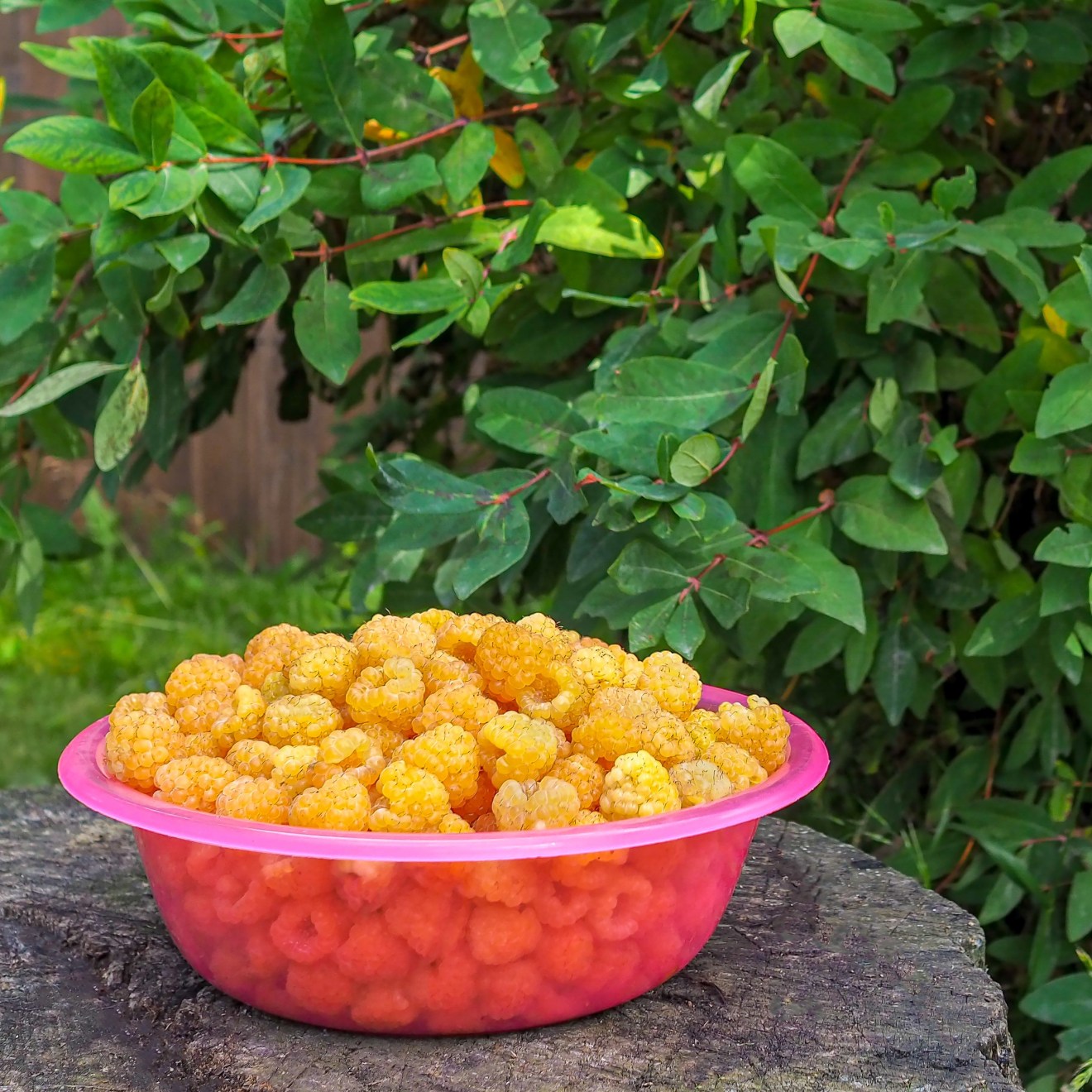 (UNIKT!) Bringebær – twotimer, Sugana yellow® – NORDICPLANTS.NO | Norsk ...