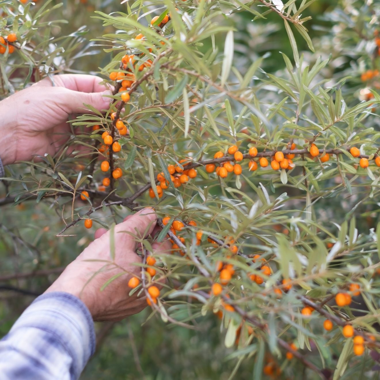 Bærbusk – Tindved – NORDICPLANTS.NO | Norsk nettbutikk