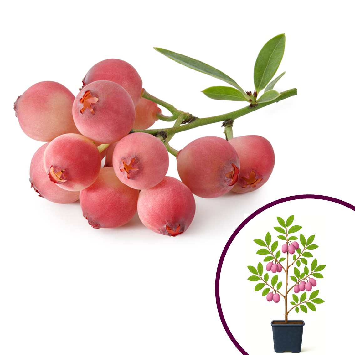 Bærbusk – Rosa blåbær «Pink berry» – NORDICPLANTS.NO | Norsk nettbutikk