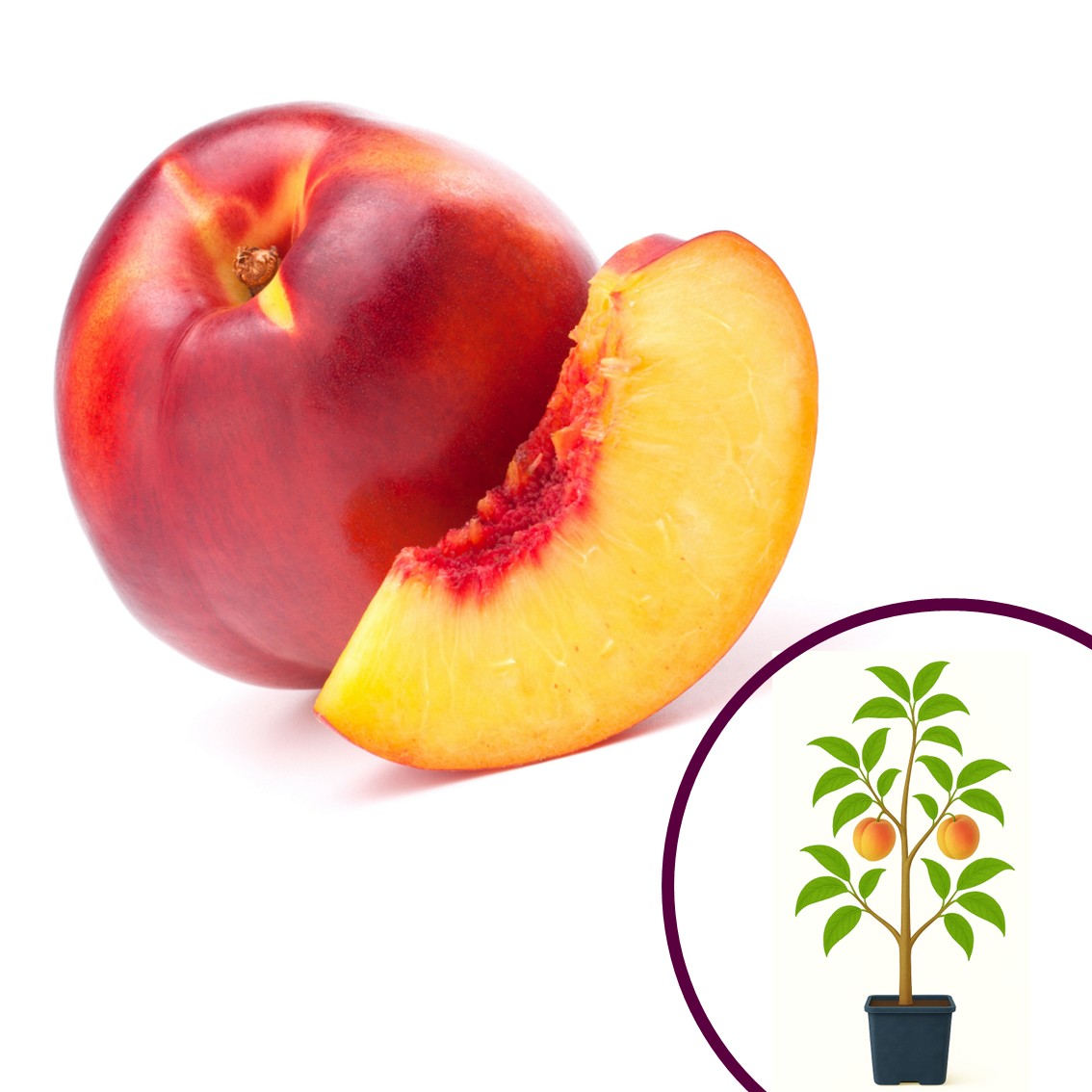 Frukttre – Dverg nektarin – NORDICPLANTS.NO | Norsk nettbutikk