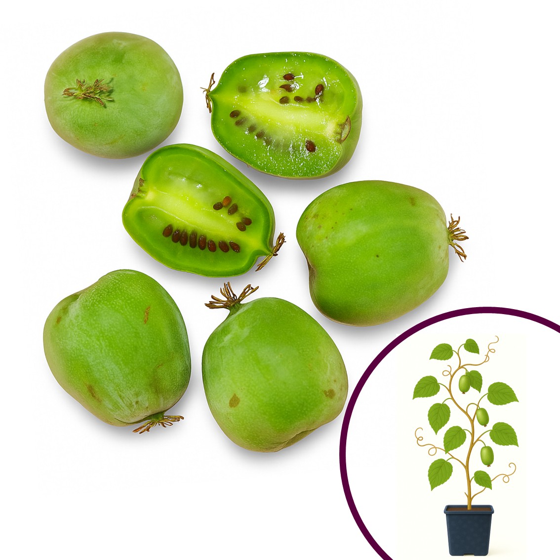 Bærbusk – Minikiwi «Chang Bai Giant» – NORDICPLANTS.NO | Norsk nettbutikk