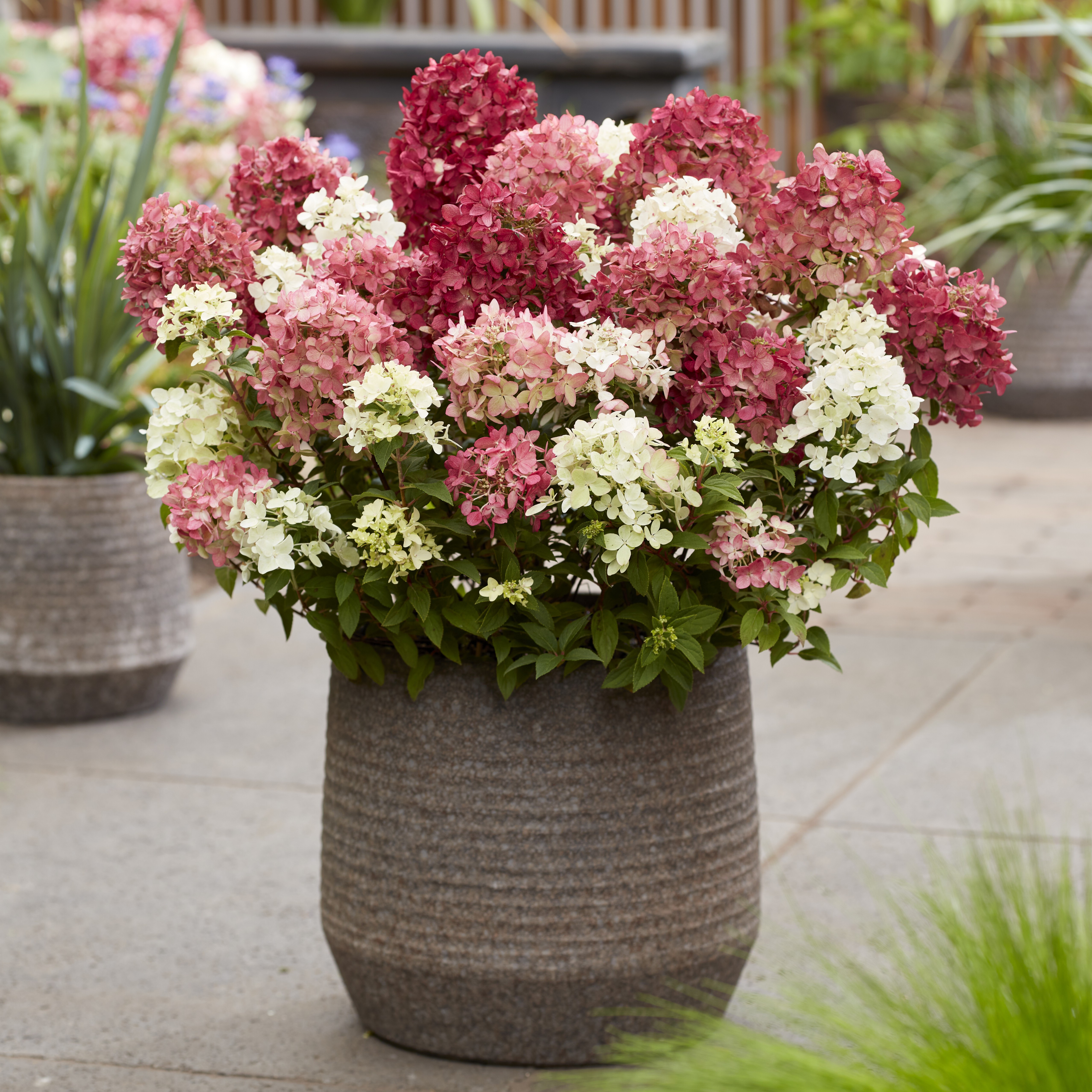 (NYHET!) Hortensia Groundbreaker® Ruby – NORDICPLANTS.NO | Norsk nettbutikk